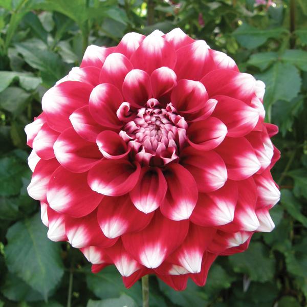 Small (Bloom size 4"-6") – Page 4 – Connell's Dahlias