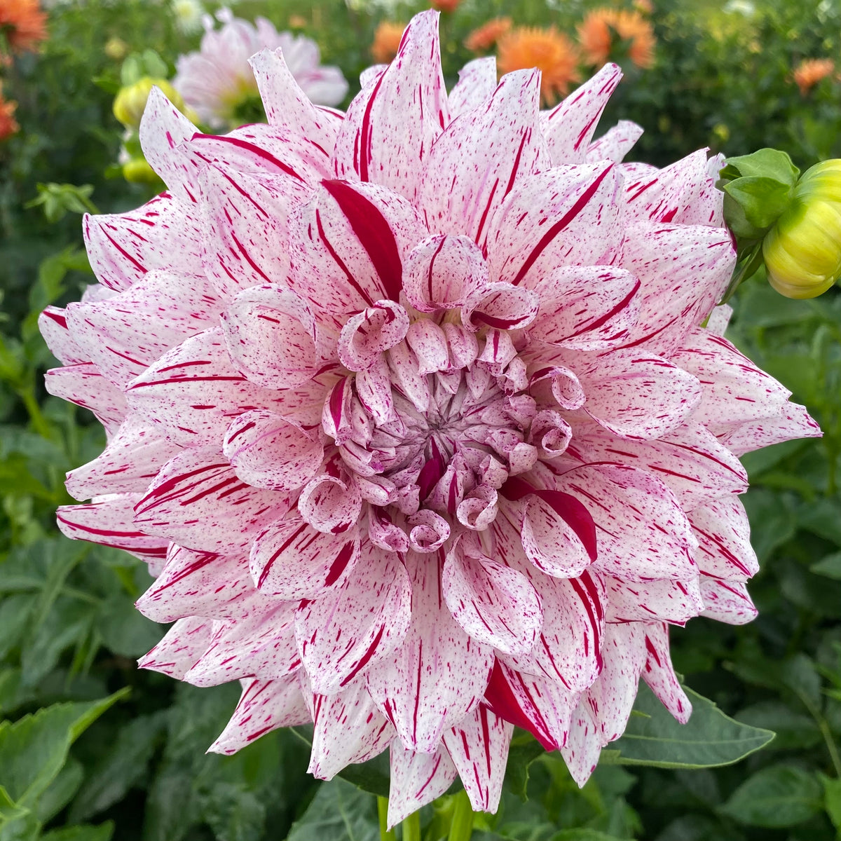 AC Paint 2 for 1 – Connell's Dahlias