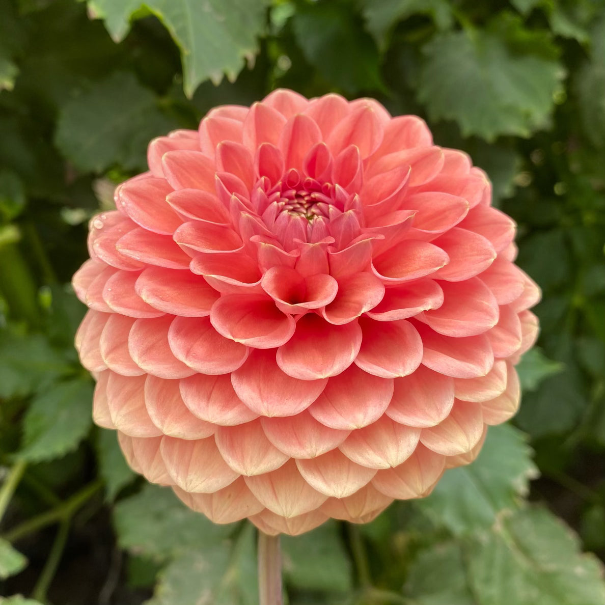 Millie June – Connell's Dahlias