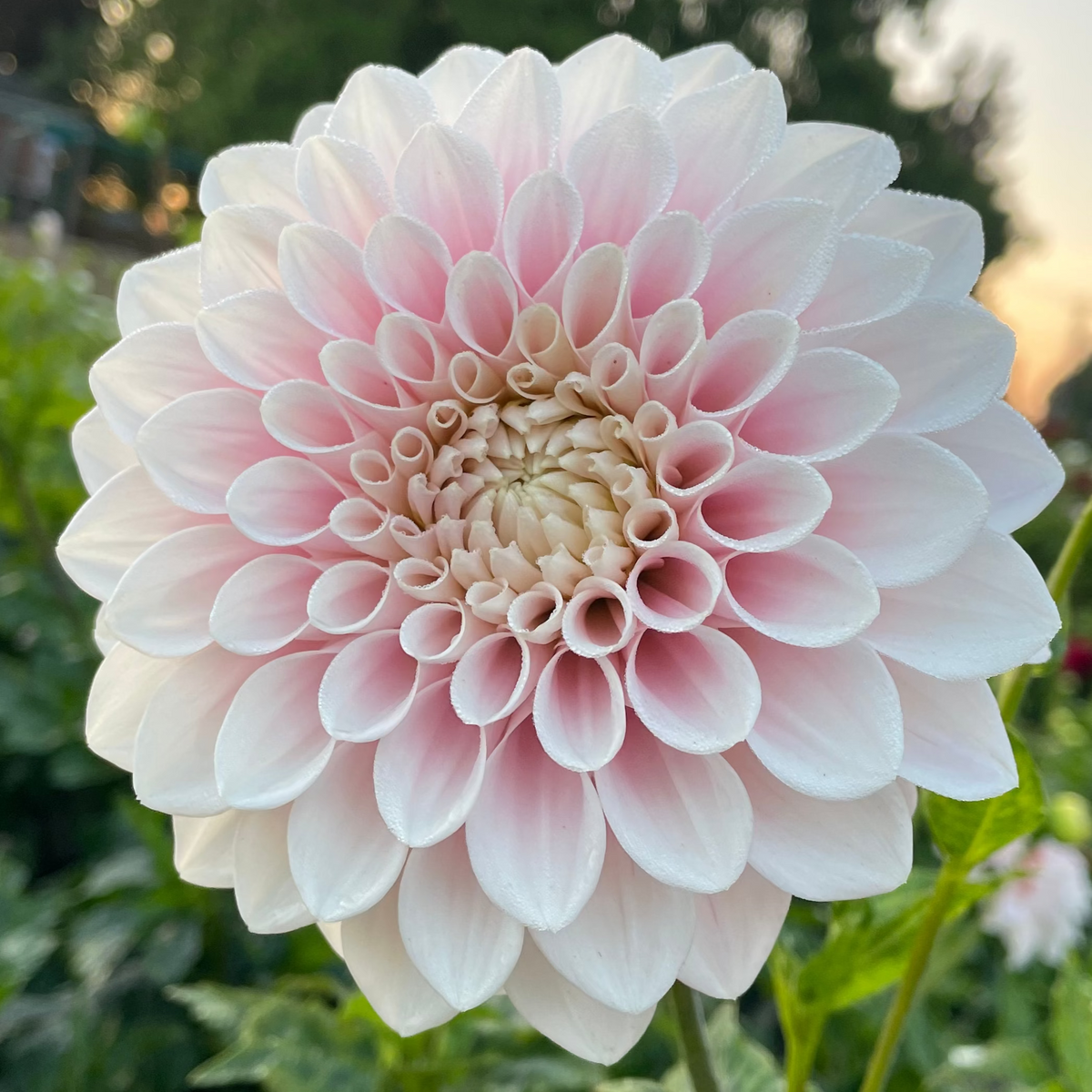 Elizabeth Anne – Connell's Dahlias