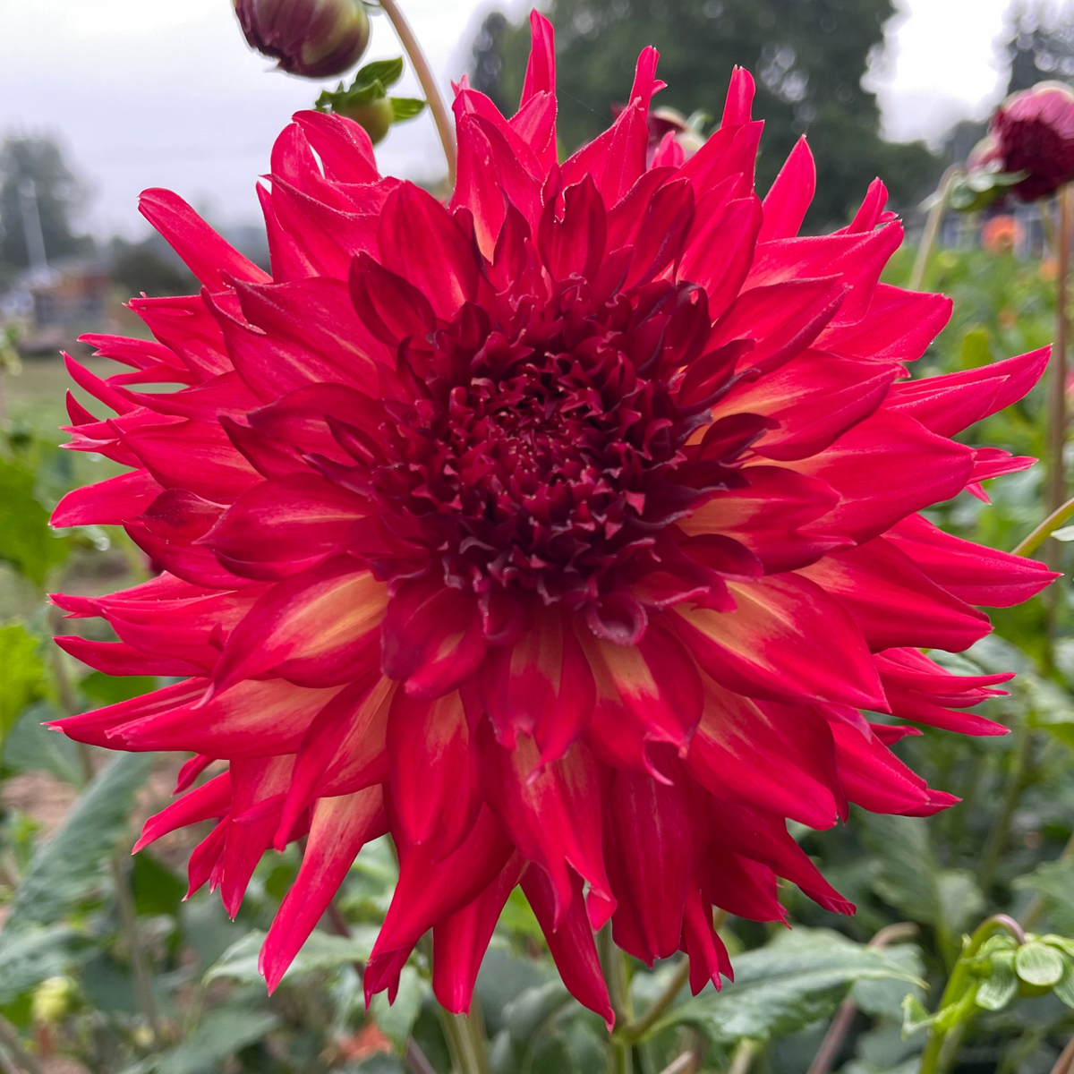 Berry Delight – Connell's Dahlias