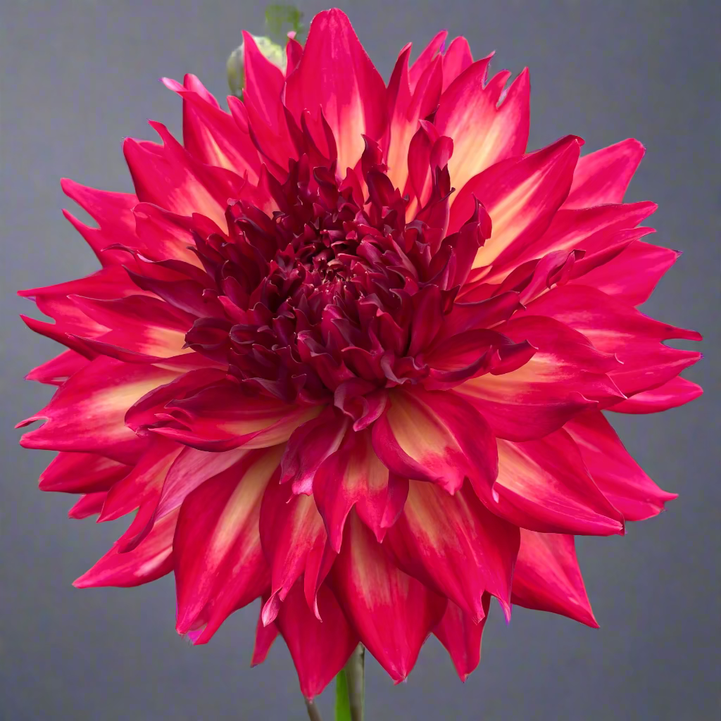 Berry Delight – Connell's Dahlias