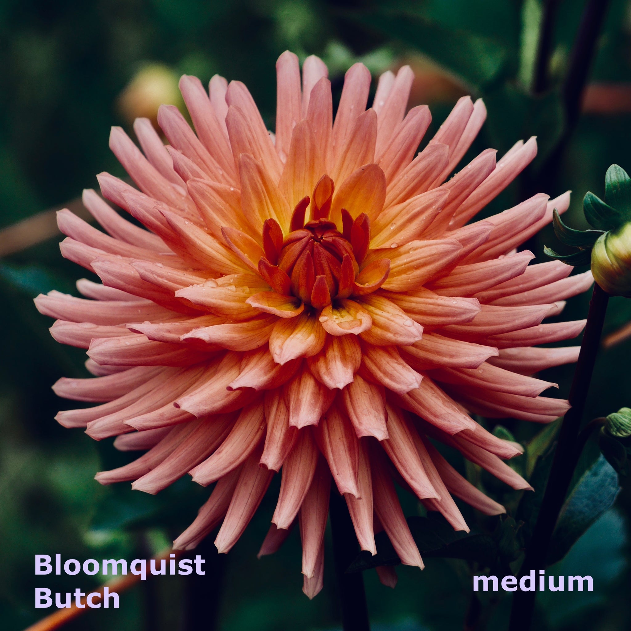 Bloomquist Butch G – Connell's Dahlias
