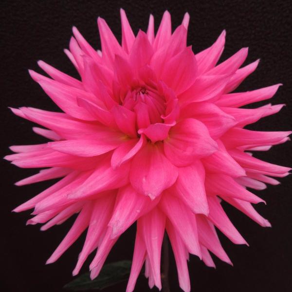 Bloomquist Laura – Connell's Dahlias