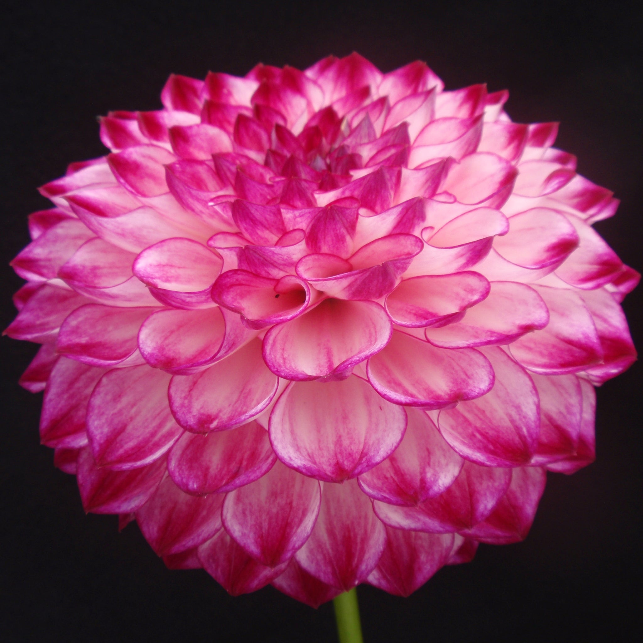 Hillcrest Jonathan – Connell's Dahlias