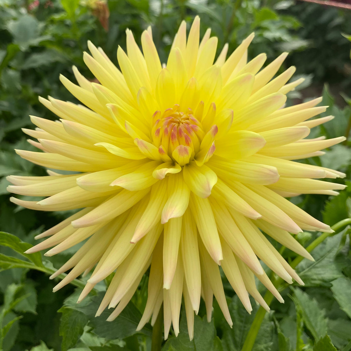 Joey Girl – Connell's Dahlias