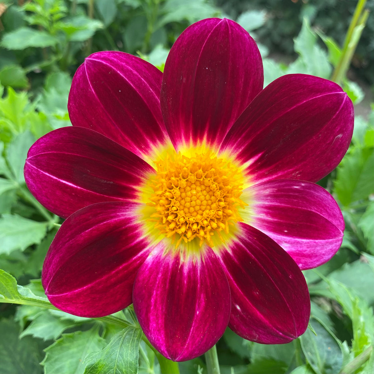 Selah Valley – Connell's Dahlias