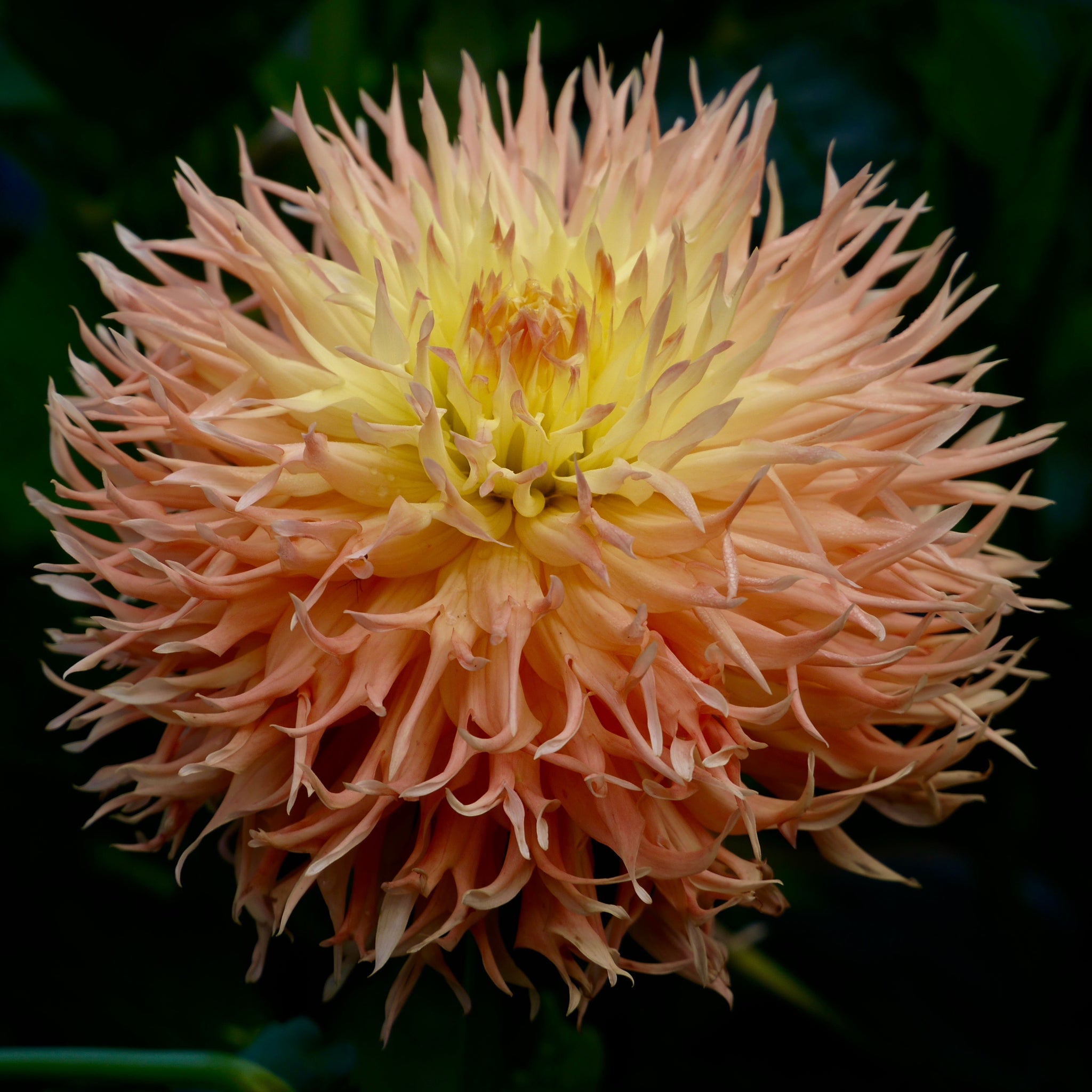 Maggie C – Connell's Dahlias
