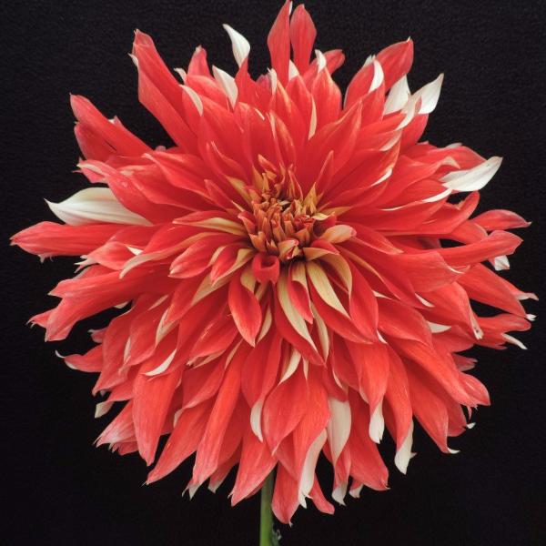 Nick Sr – Connell's Dahlias