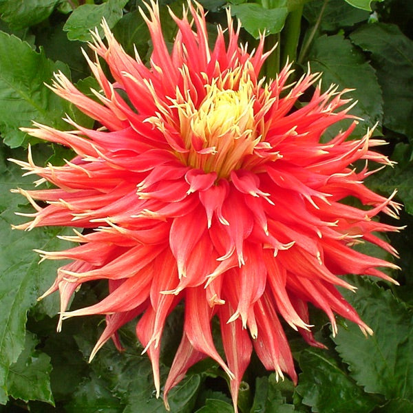 Show-N-Tell – Connell's Dahlias
