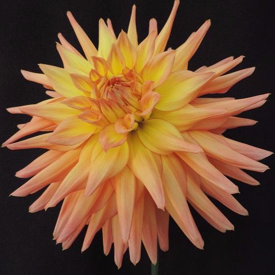 Hy Mom – Connell's Dahlias