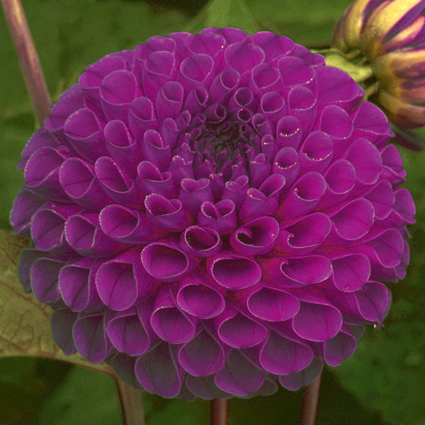 All – Page 5 – Connell's Dahlias