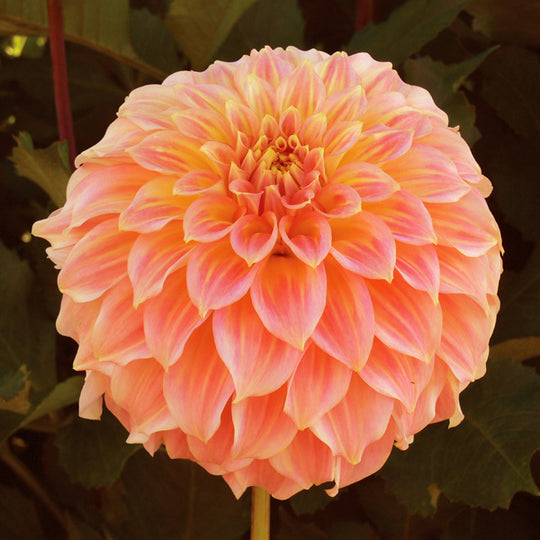 Bracken Sarah – Connell's Dahlias