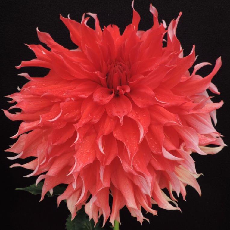 Hy Mom – Connell's Dahlias