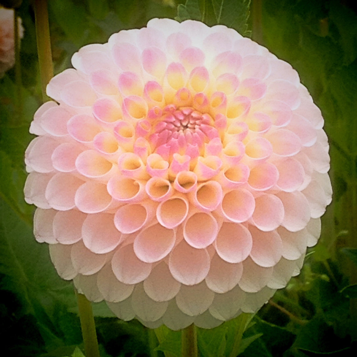 Camano Zoe – Connell's Dahlias