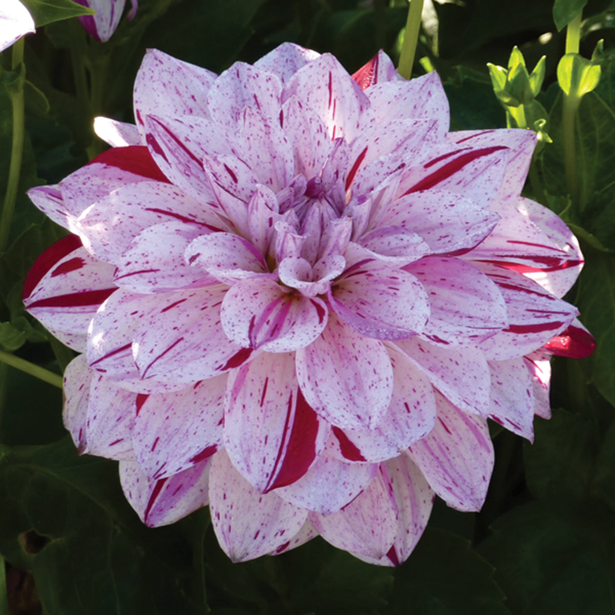 Crimson Snow – Connell's Dahlias