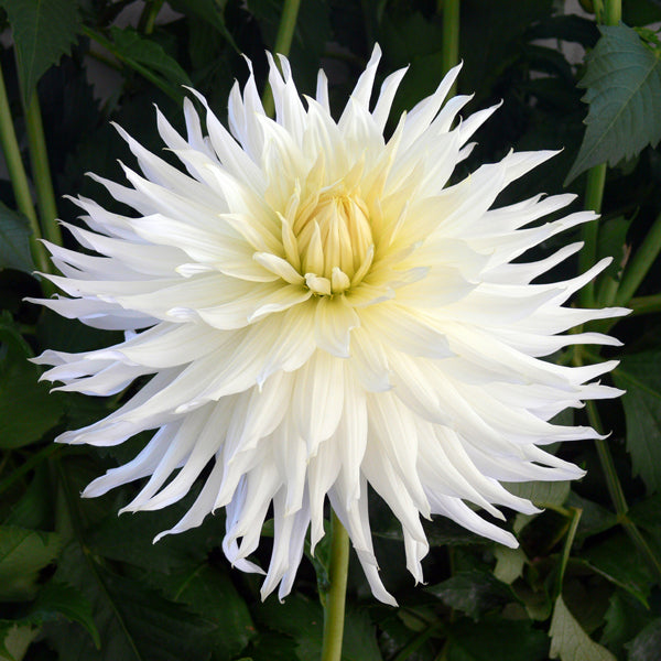 Hy Mom – Connell's Dahlias