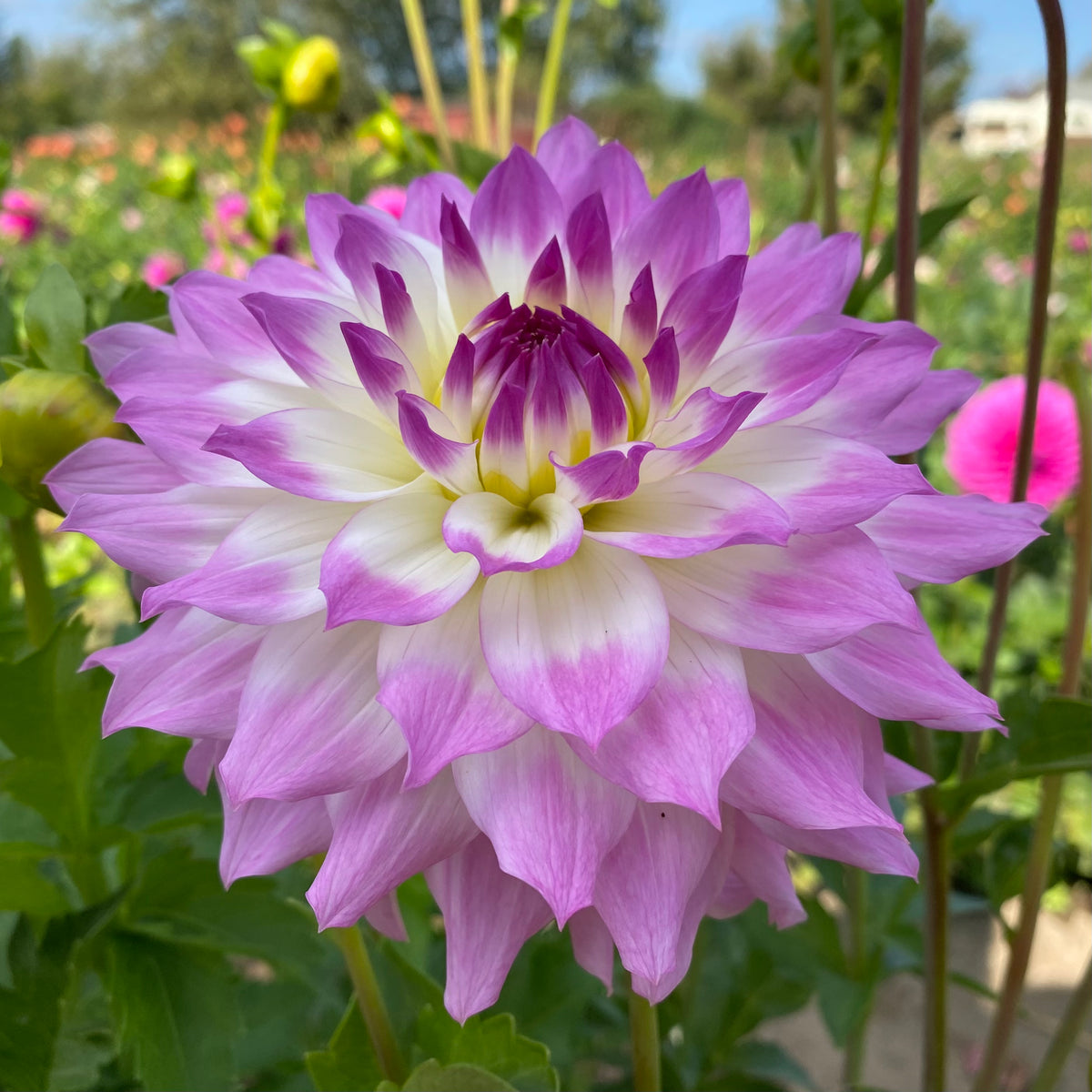 April Dawn – Connell's Dahlias