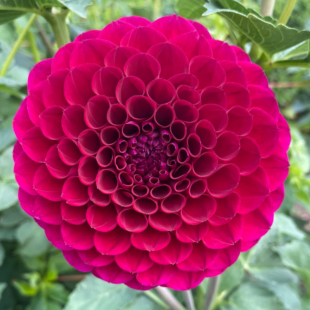 Jesse G – Connell's Dahlias