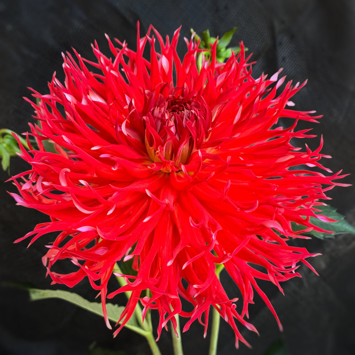Bloomquist Joel – Connell's Dahlias
