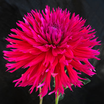 Popsicle Toes – Connell's Dahlias