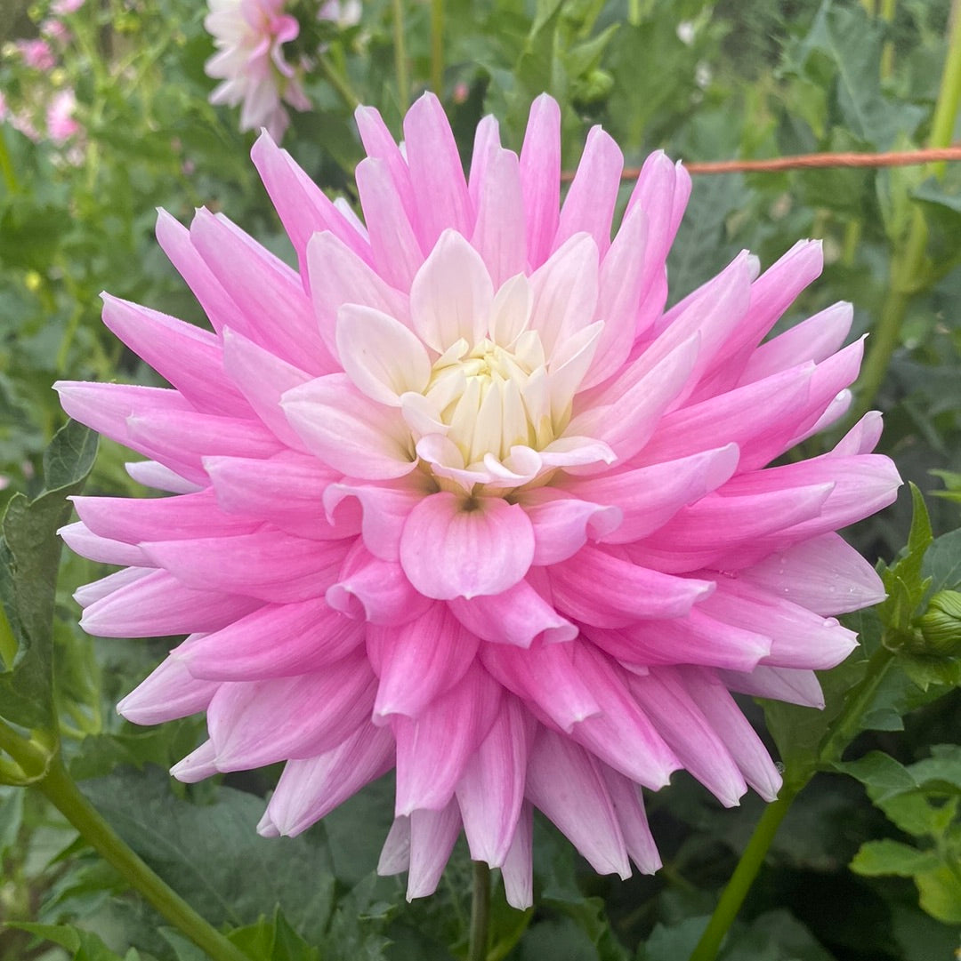 Popsicle Toes 2 for 1 – Connell's Dahlias