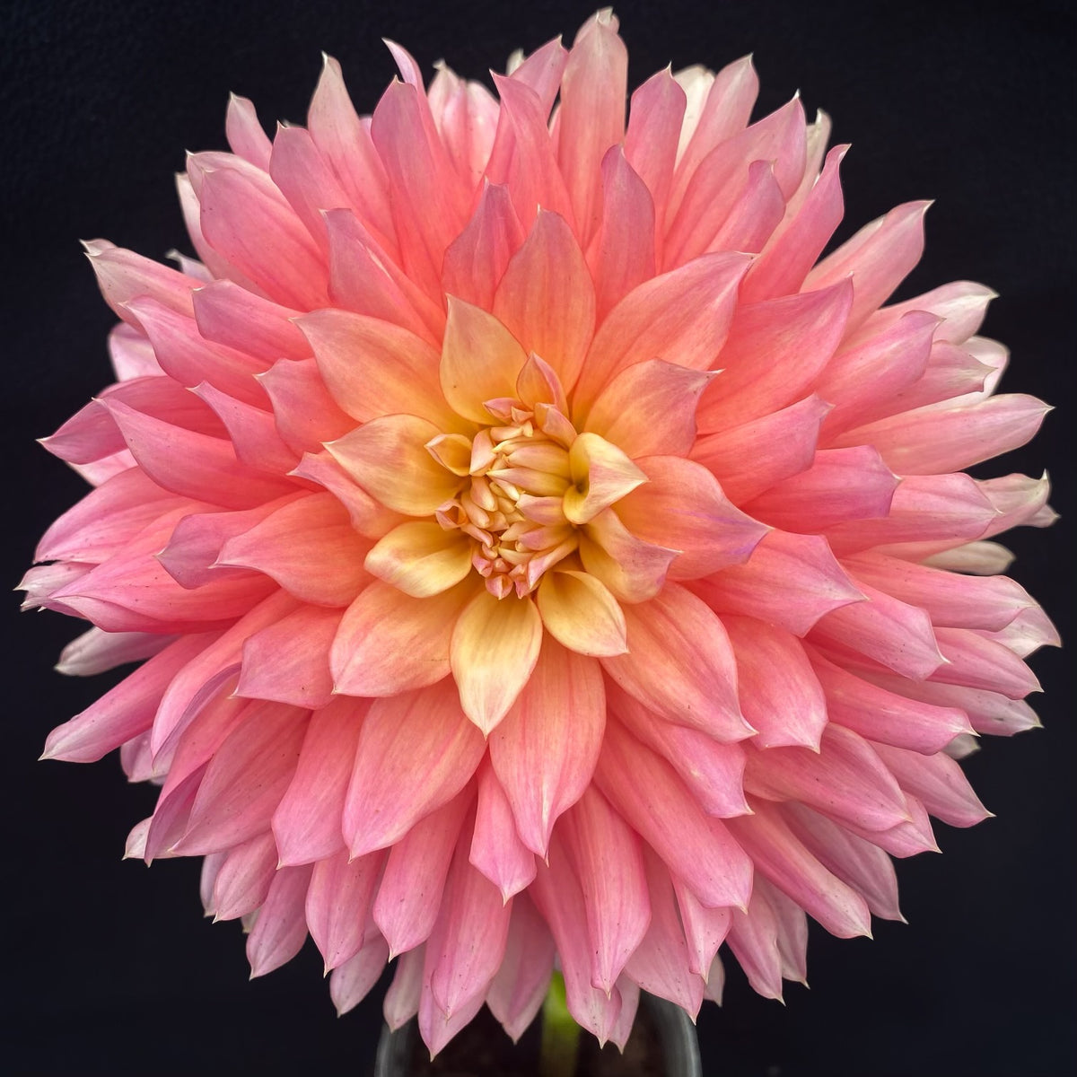 Everly Elizabeth – Connell's Dahlias