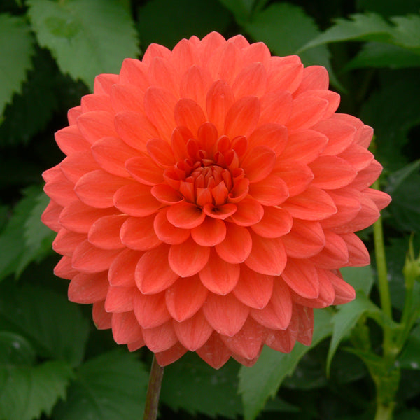 Orange Jewel – Connell's Dahlias
