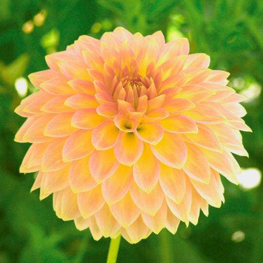Oreti Adele – Connell's Dahlias